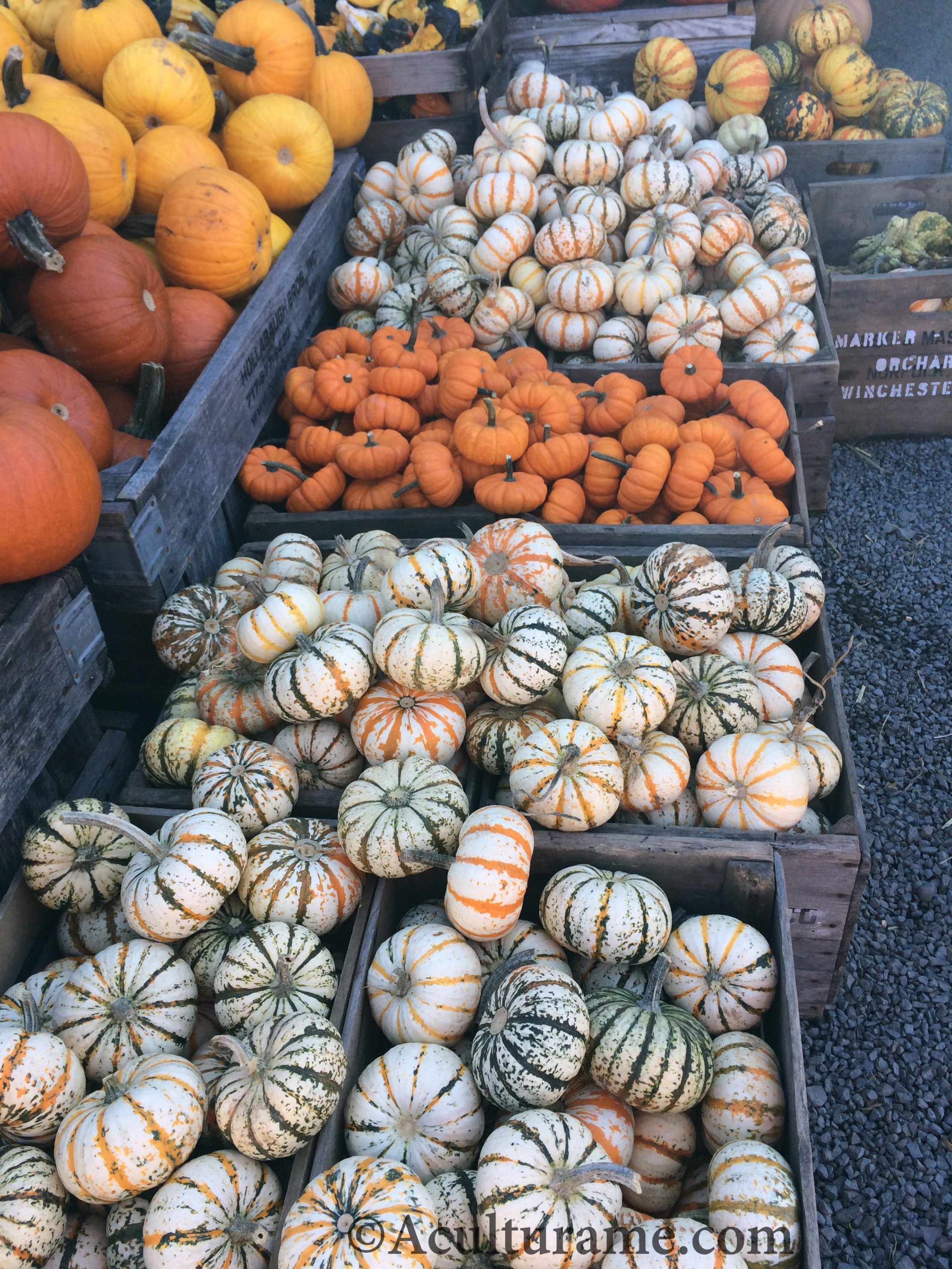 The Amazing Journey of the Pumpkin and its Origins – Aculturame