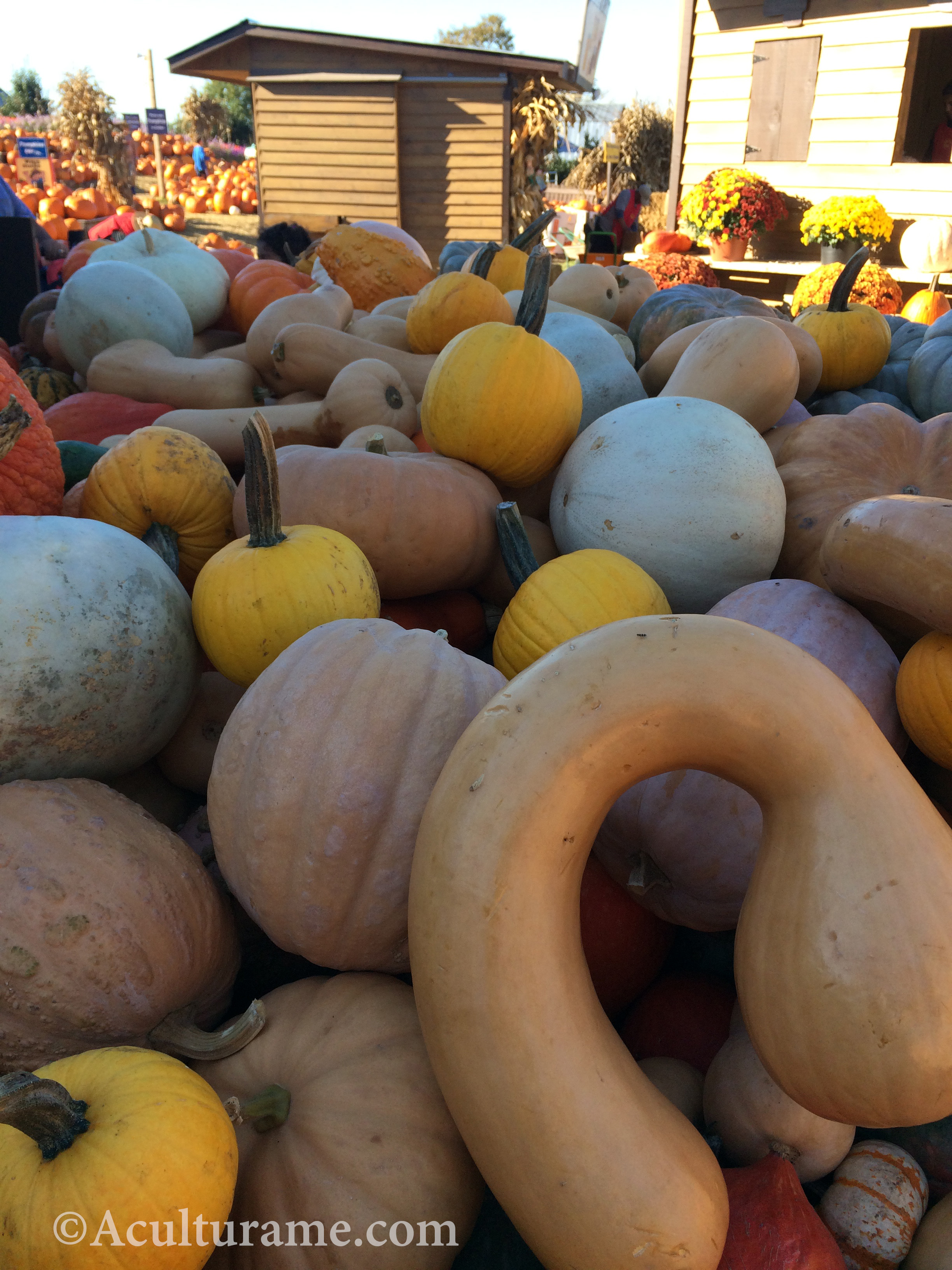 The Amazing Journey of the Pumpkin and its Origins – Aculturame